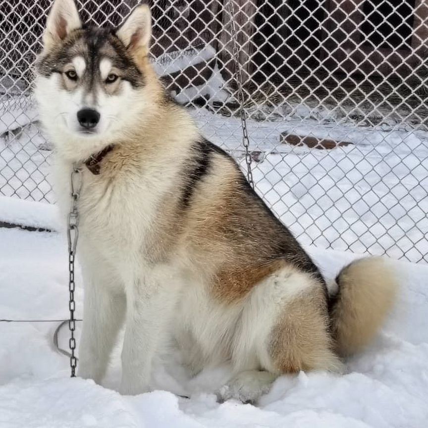 Восточно сибирская лайка