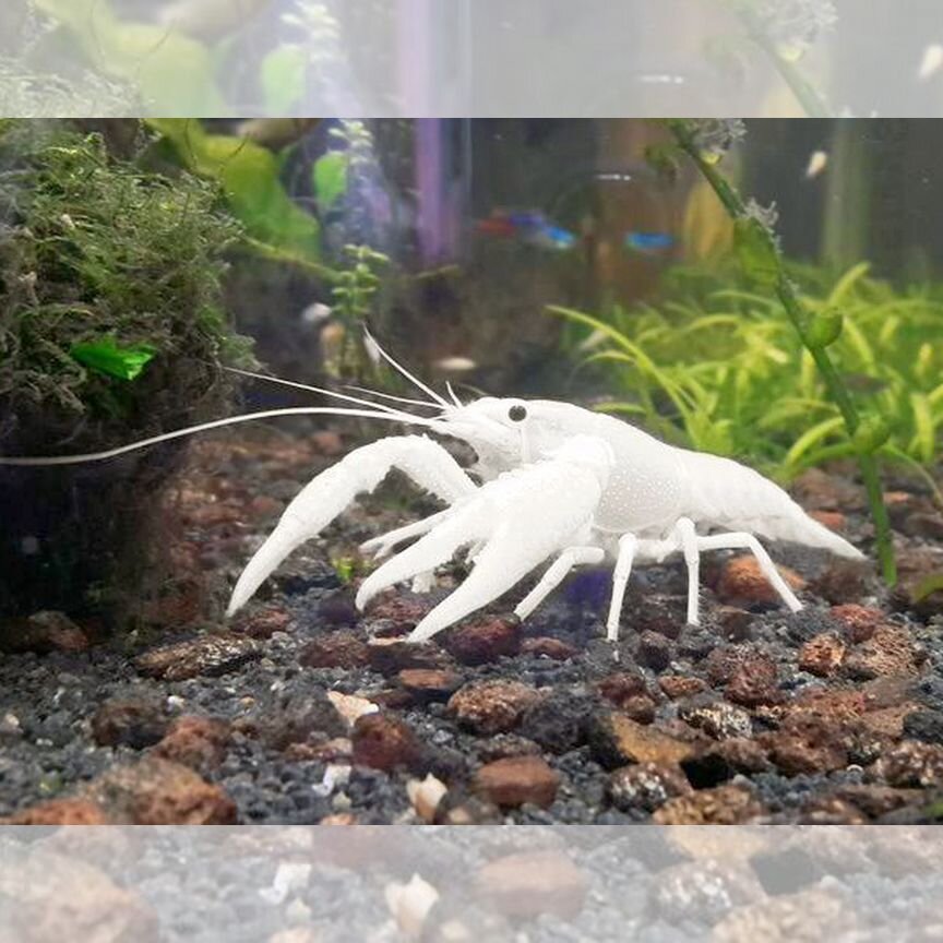 Калифорнийский рак