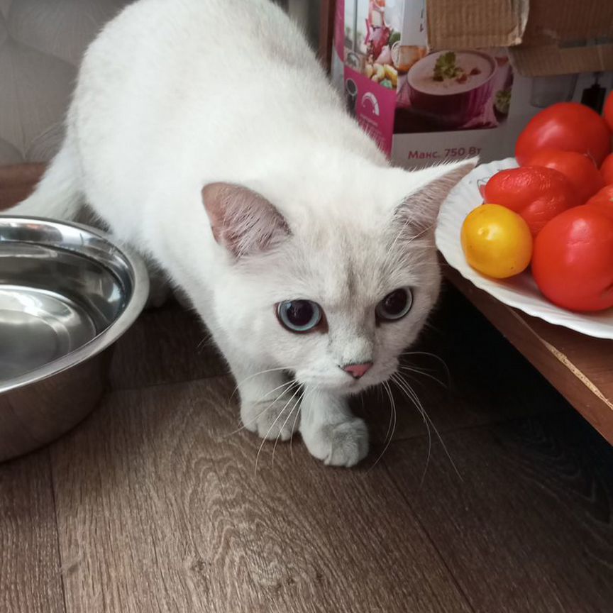 Отдаю кошечку (нашли в лесу)