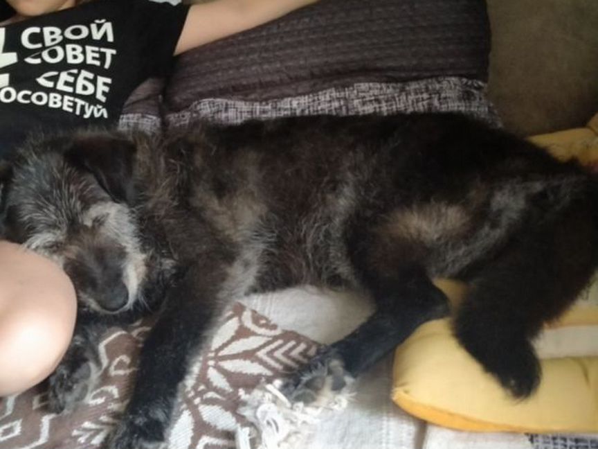 Замечательная собака ищет дом/передержку