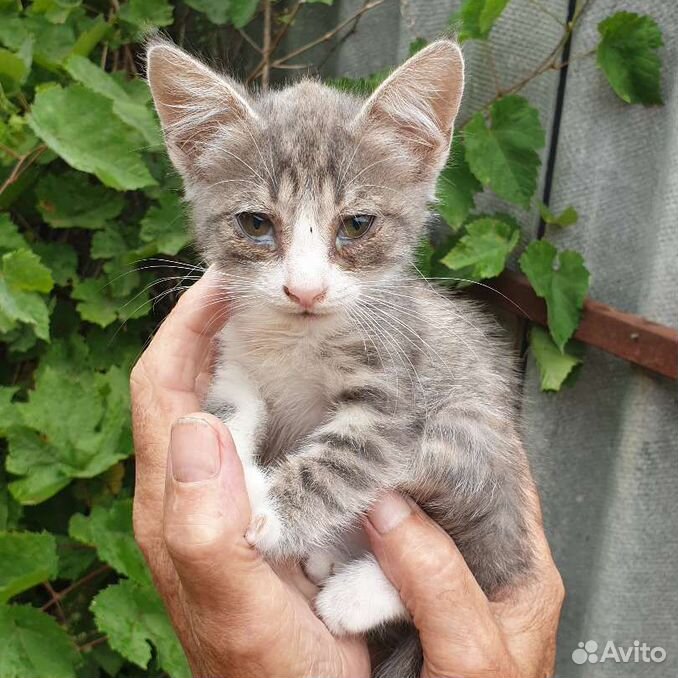 Грустный котёнок ищет дом