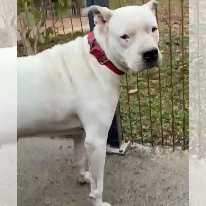 Американский питбультерьер, взрослая собака