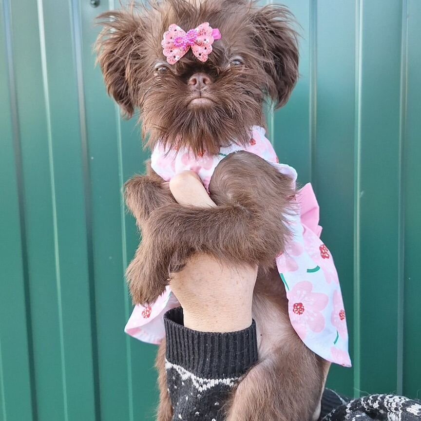 Меги шоколадный гриффон