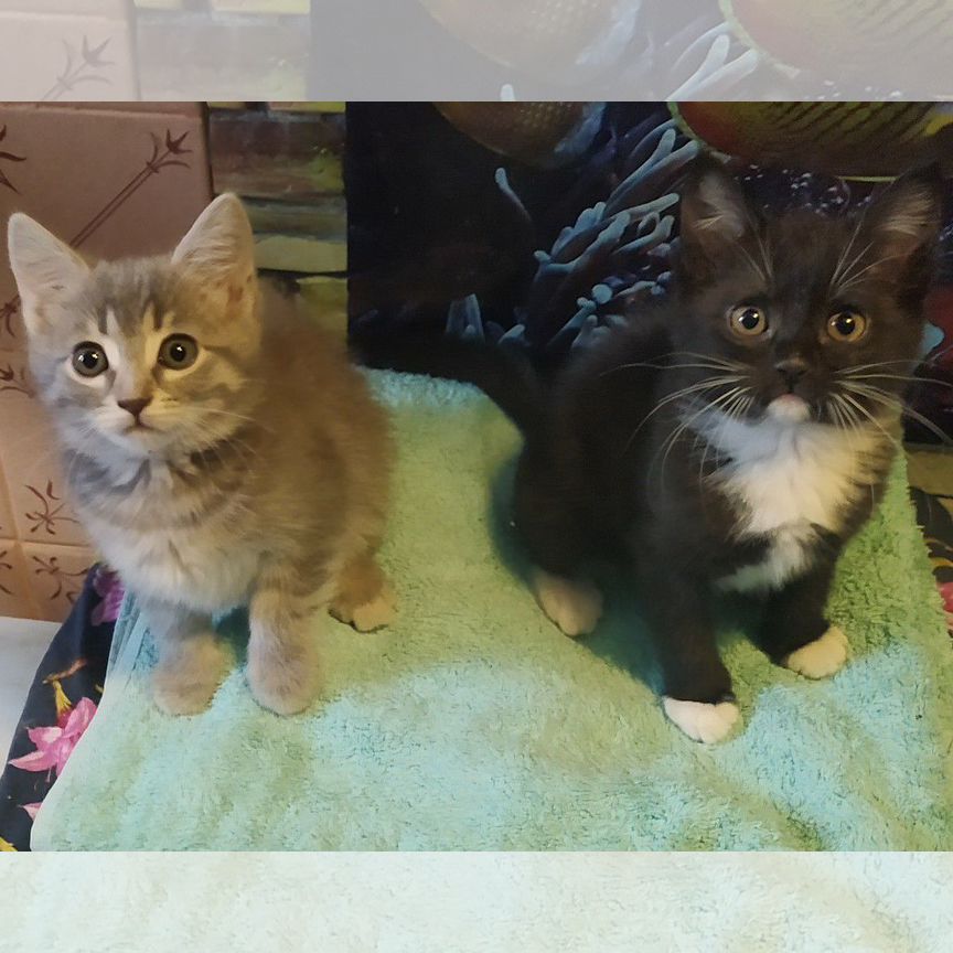 Котята в добрые руки