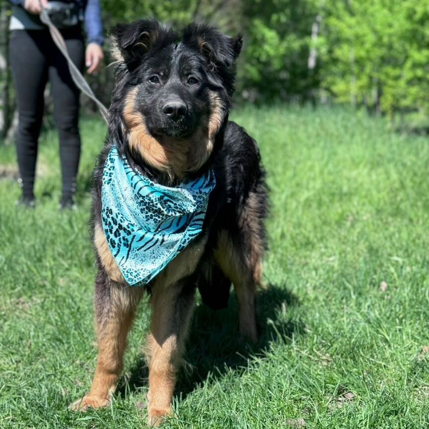 Щенок Муля из приюта Некрасовка