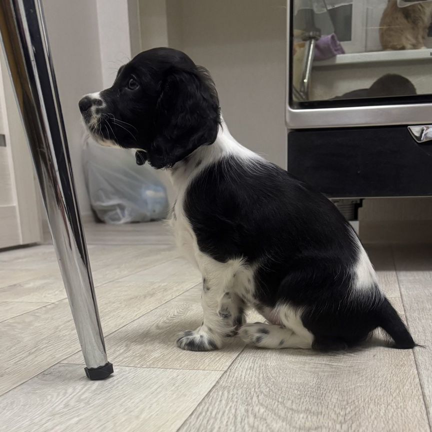 Русский охотничий спаниель, щенок