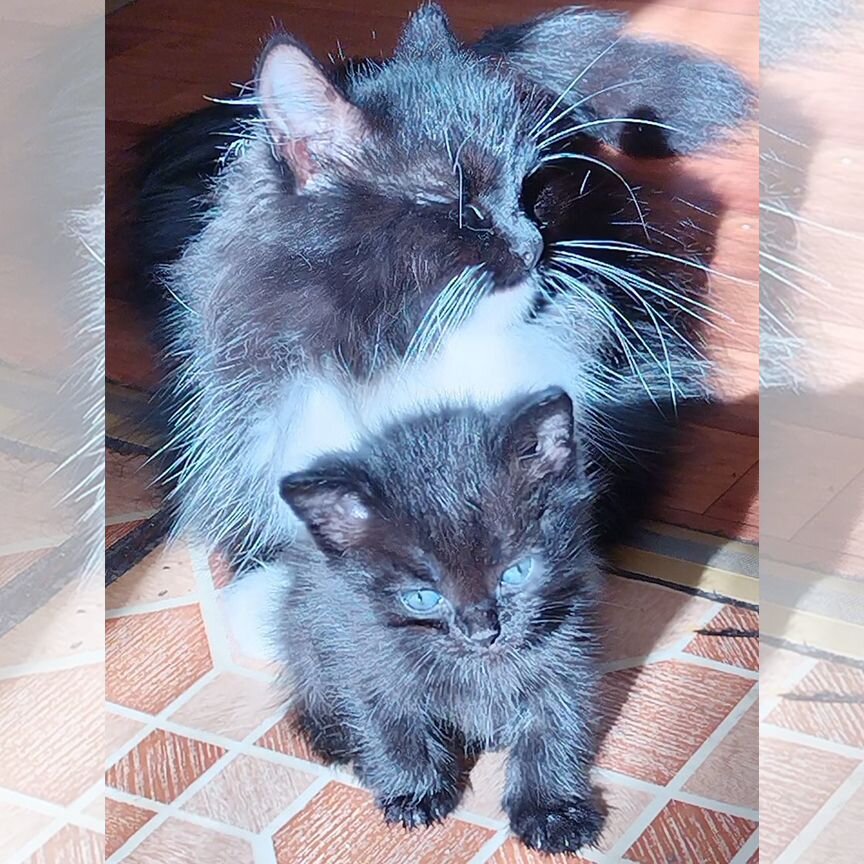 Черный котенок мальчик