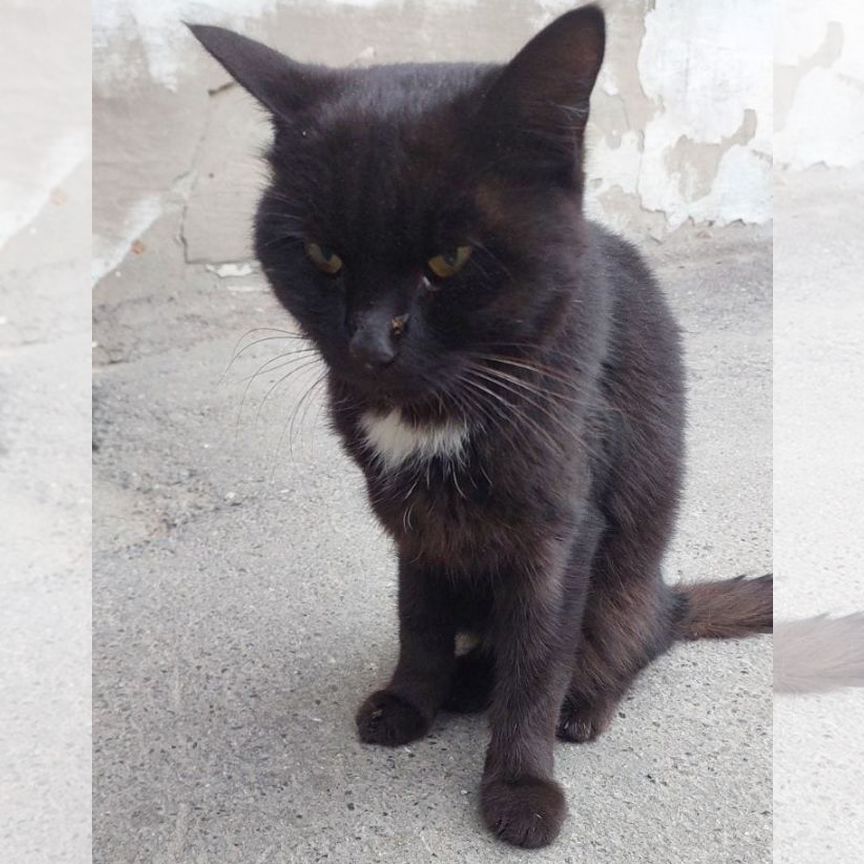 Котик Сириус в добрые руки