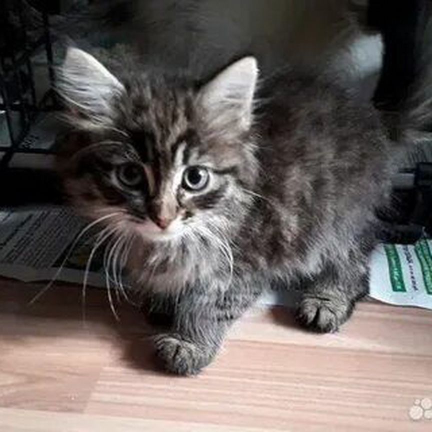 Замечательные котики