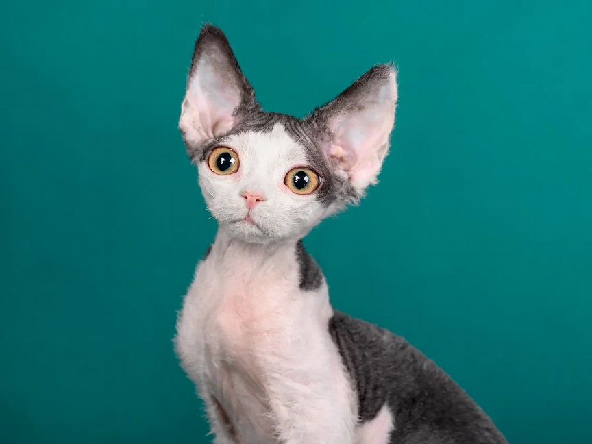 Котик в разведение группа В