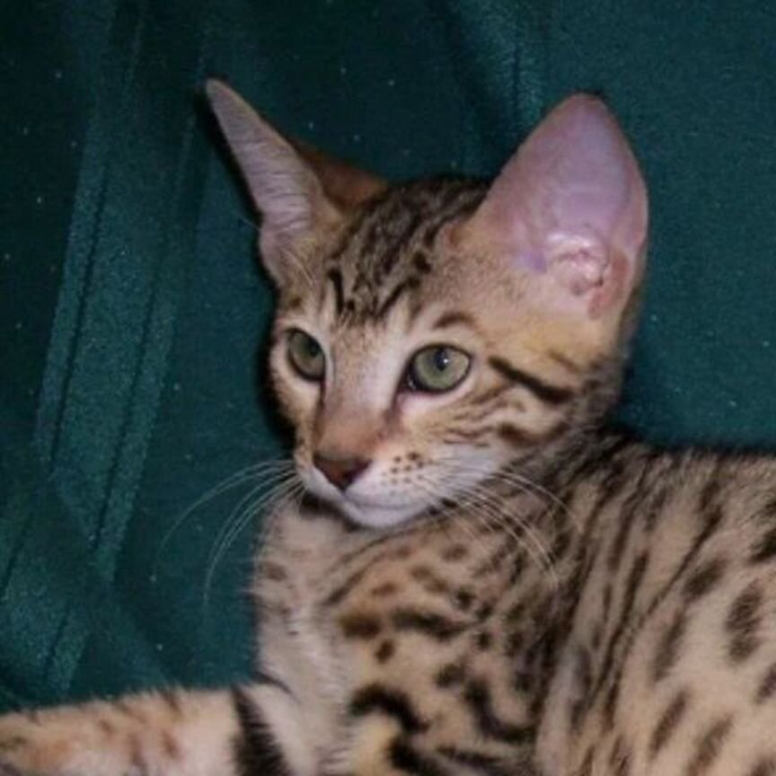 Бенгальская