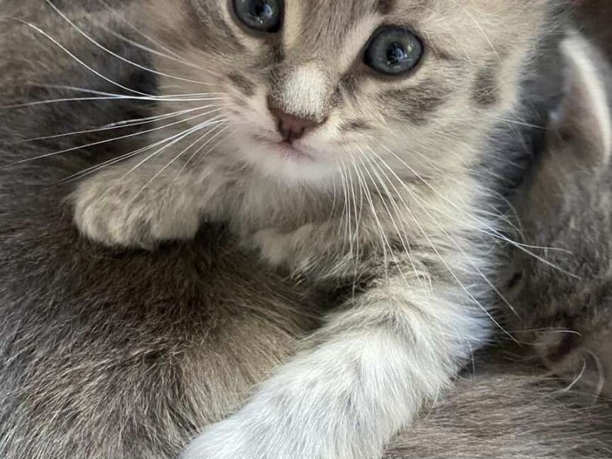 Котенок