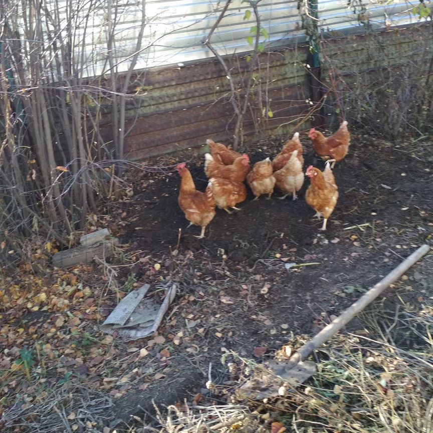 Курочки несушки