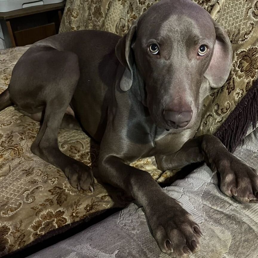 Веймаранер, щенок