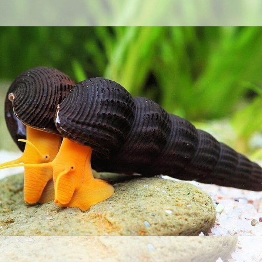 Улитки для аквариума