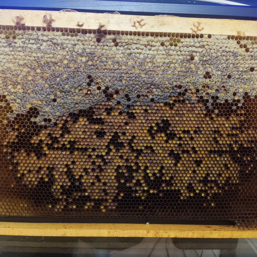 Рамка медово-перговая