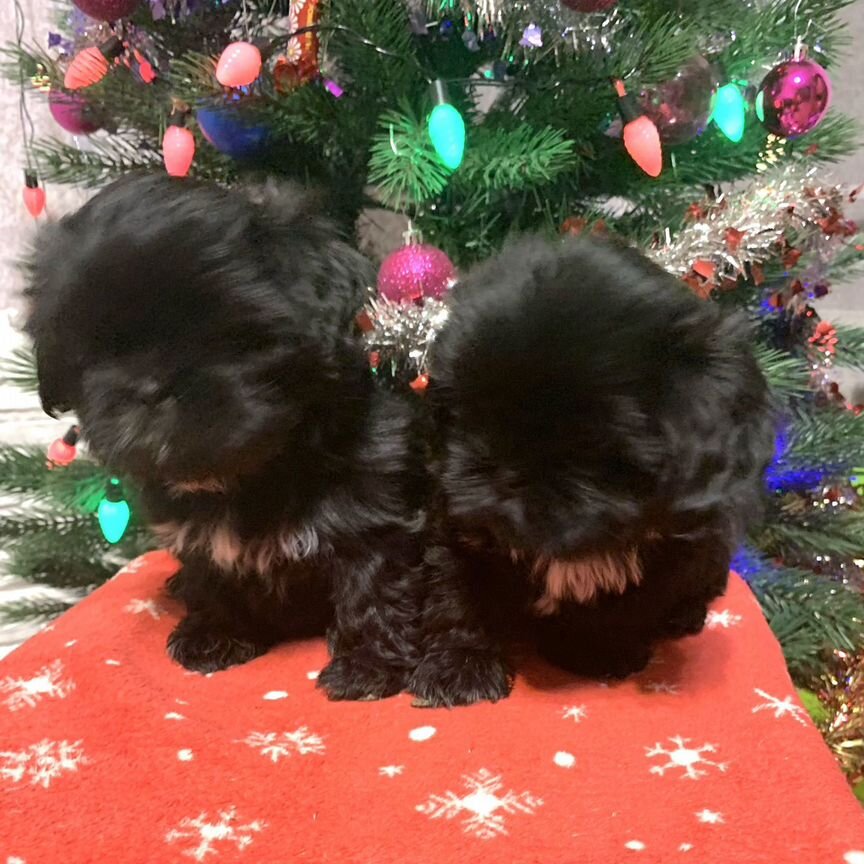 Ши-тцу, щенок