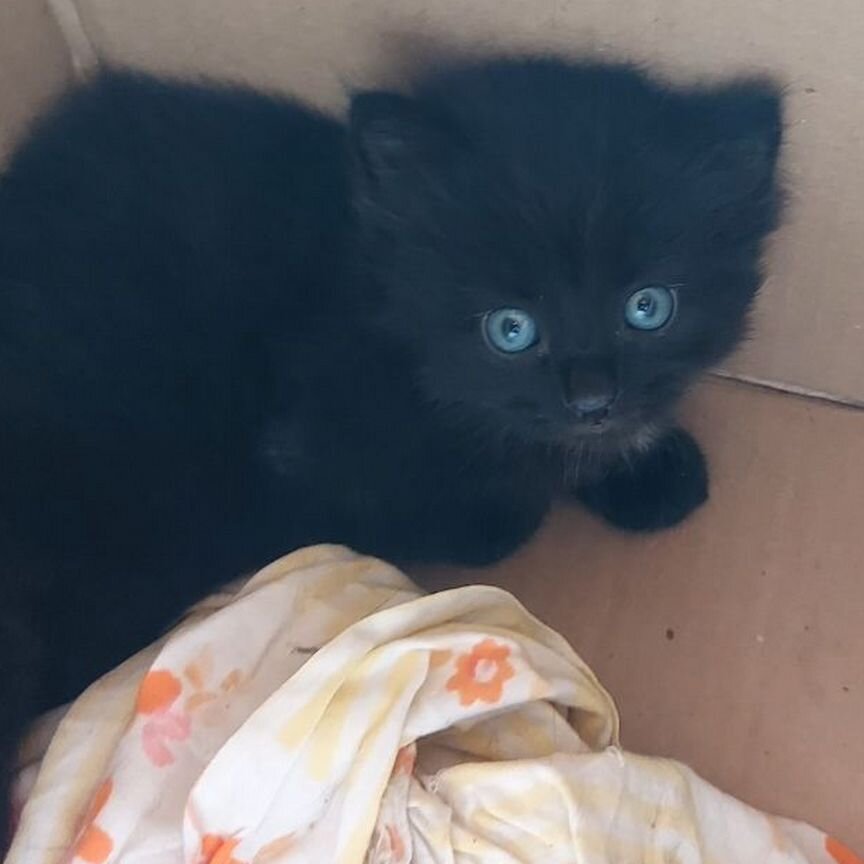 Котёнок в добрые руки