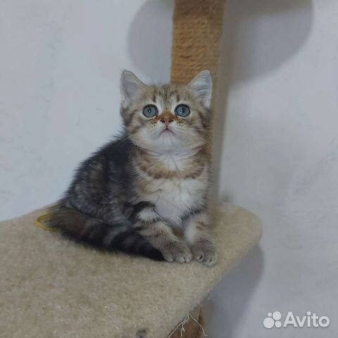 Мраморный котик