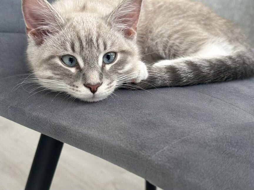 Котенок в дар