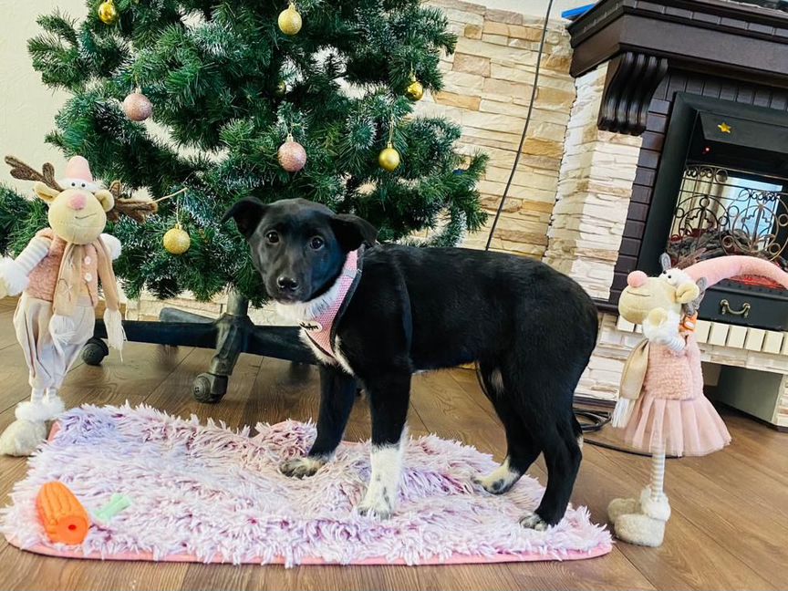 Собака в добрые руки