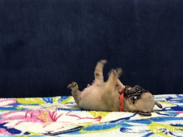 Мопсик щенок мальчик