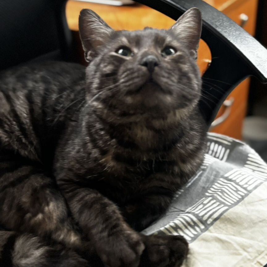 Котик 2 года очень нуждается в доме