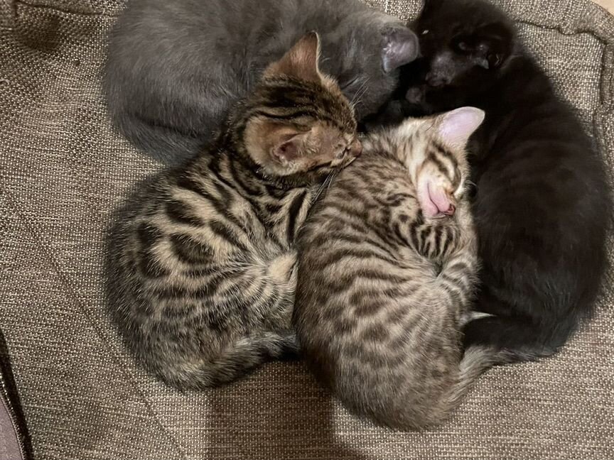 Бенгальские котята