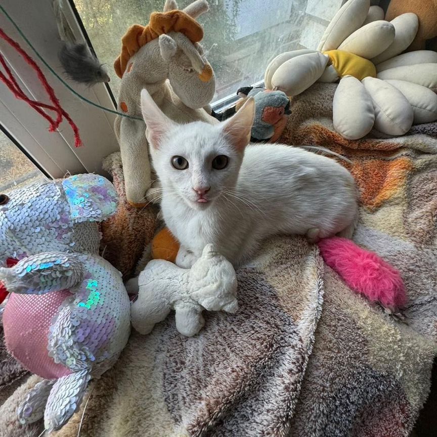 Котенок Зефир