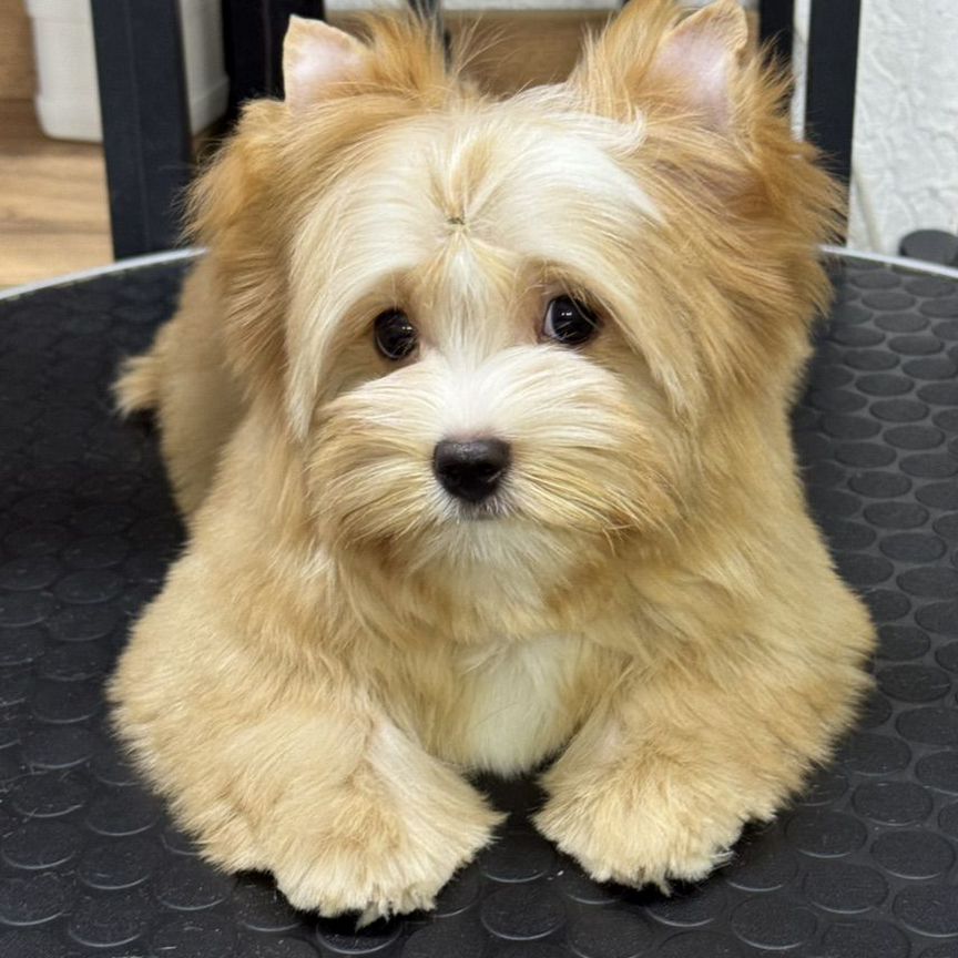 Йоркширский терьер, щенок