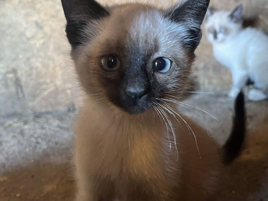 Сиамская кошечка