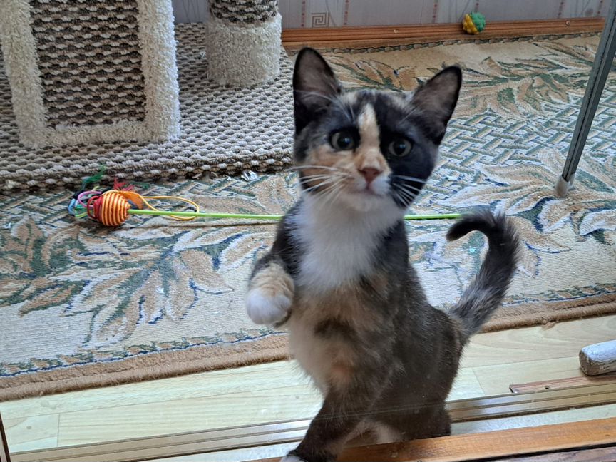 Доброму котенку-девочке нужен дом