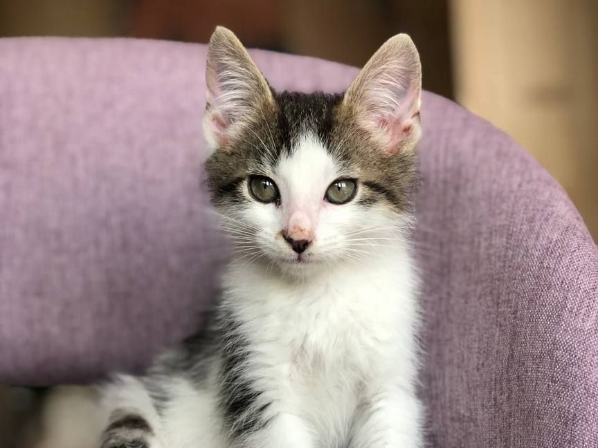 Котенок в дар