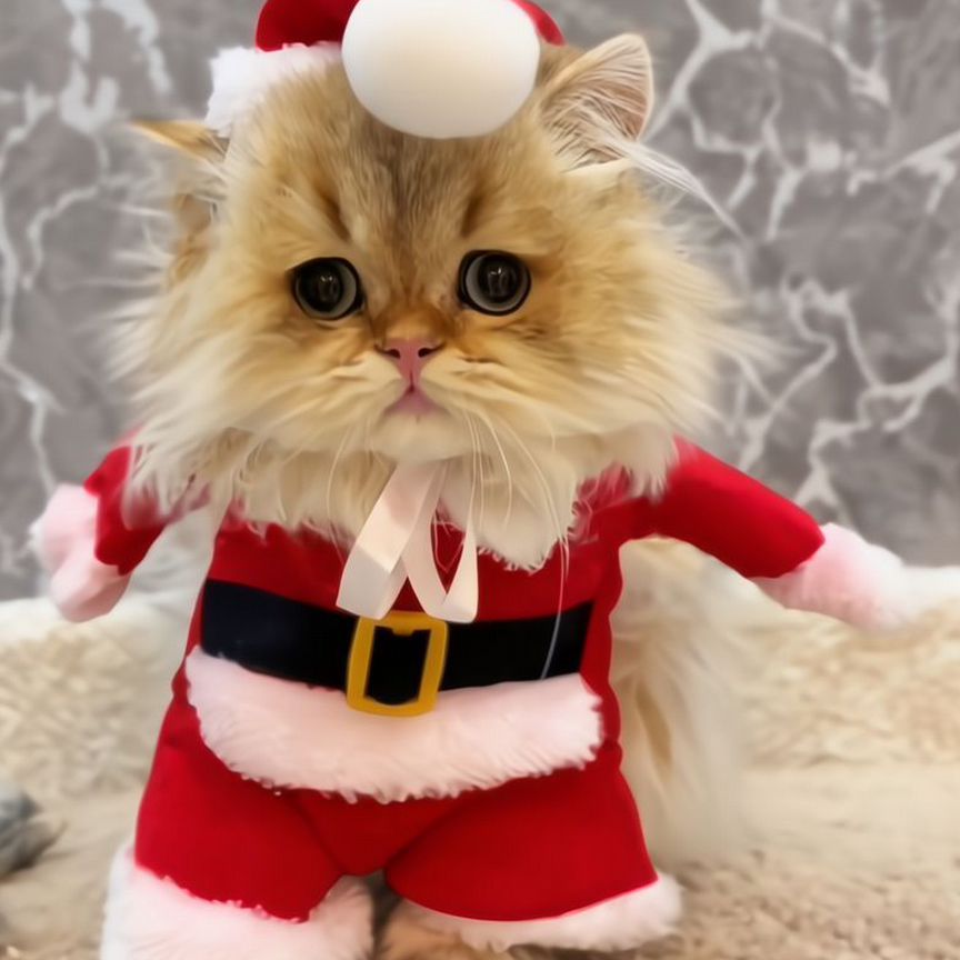 Шотландский прямоухий длинношёрстный котёнок