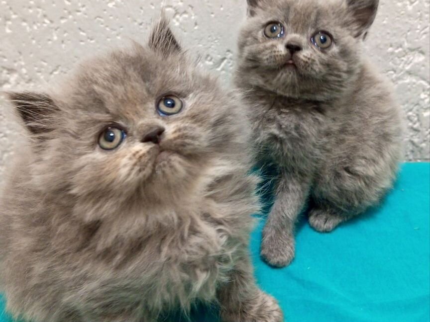 Британские котодетки