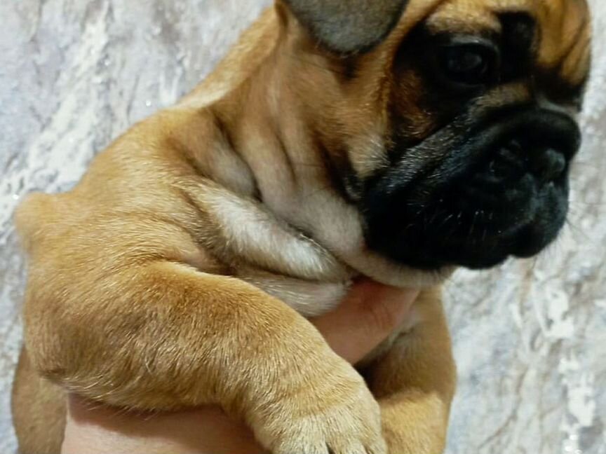 Щенки французского бульдога РКФ