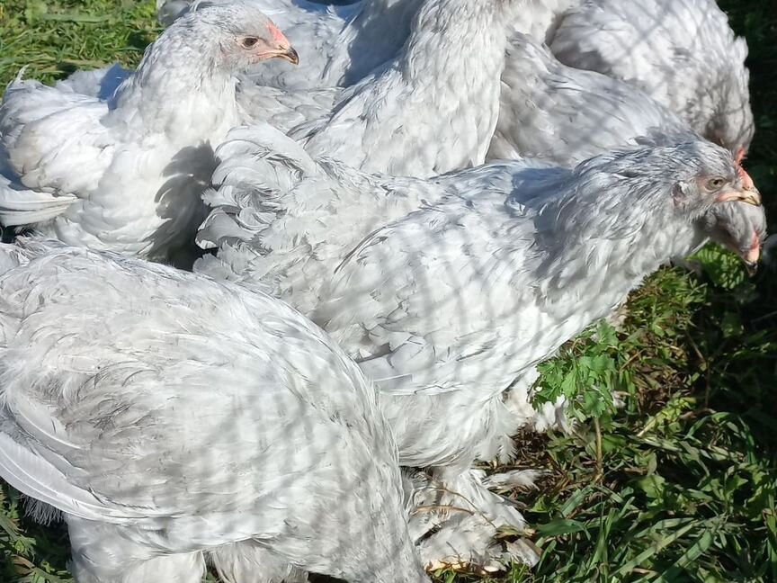 Куры Брамо лаванда