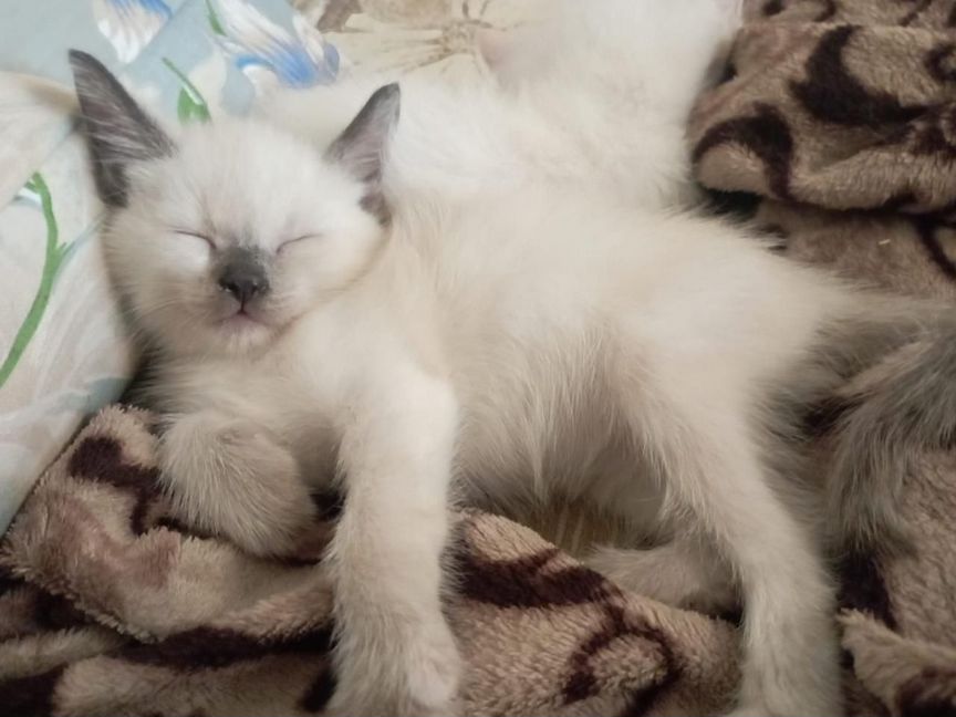Котёнок в добрые руки девочка