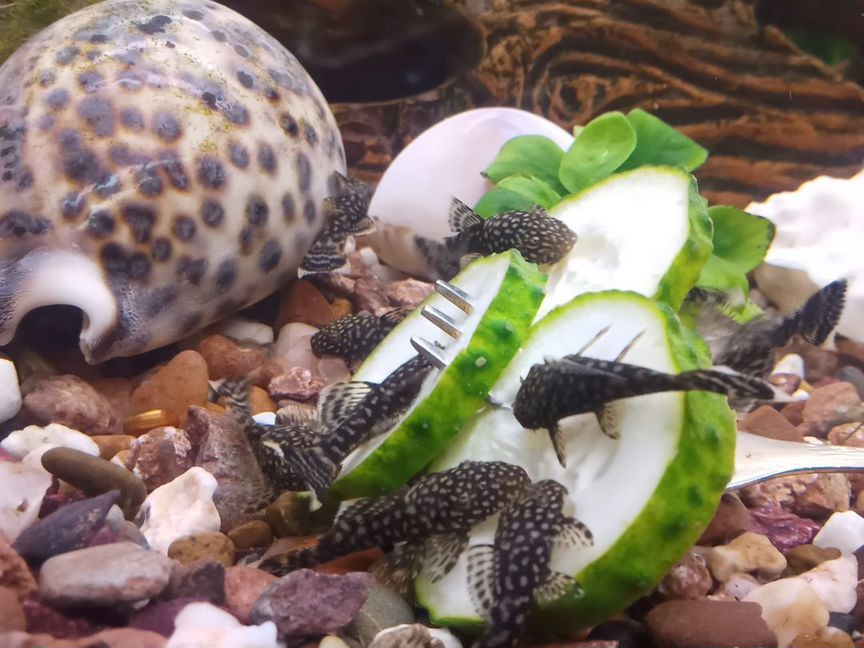 Отдам бесплатно анцитрусов и гурамки