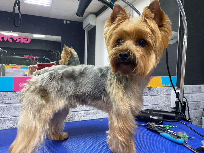 Ищем невесту