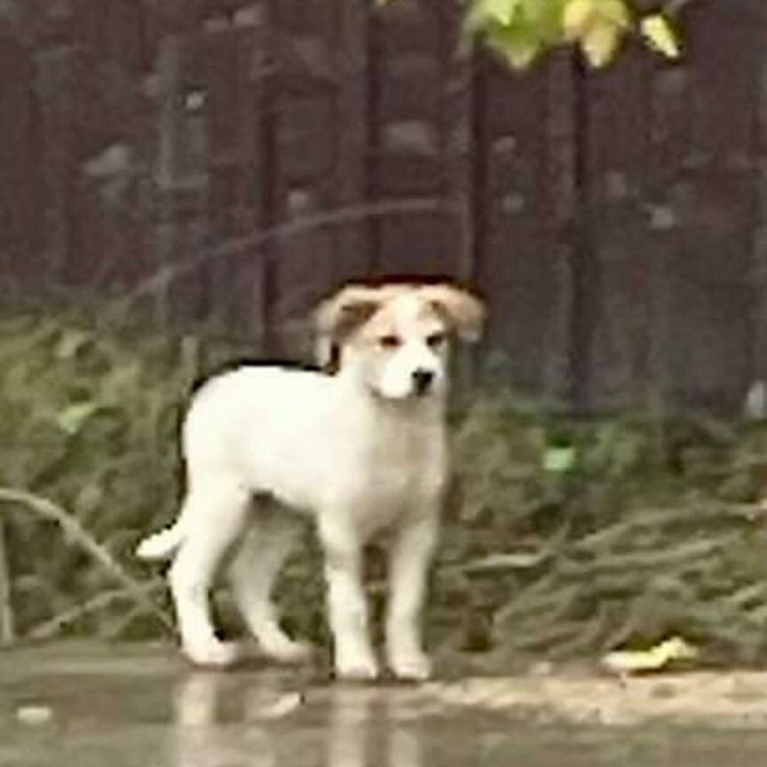 Щенок которого забрали с заброшки