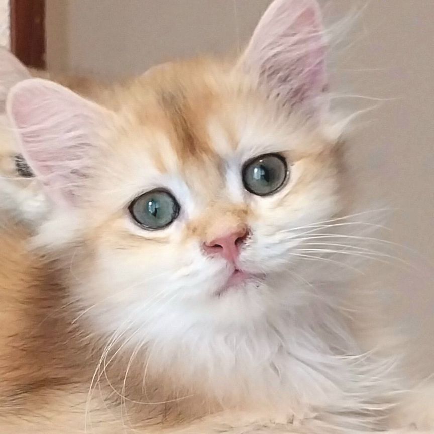 Шотландский прямоухий длинношёрстный котёнок