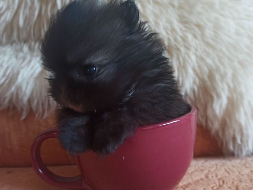 Померанский шпиц мини