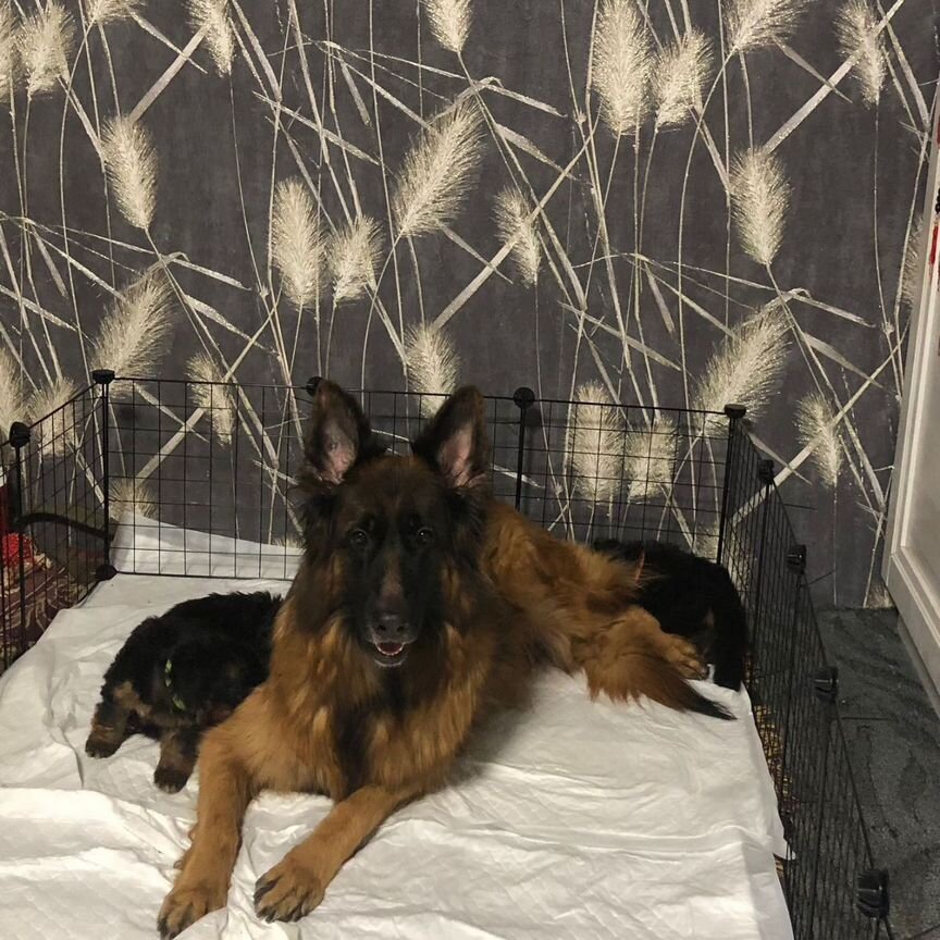 Щенки д/ш немецкой овчарки с документами