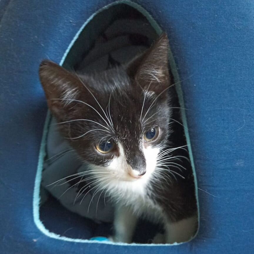 Котенок в добрые руки, отдам котенка