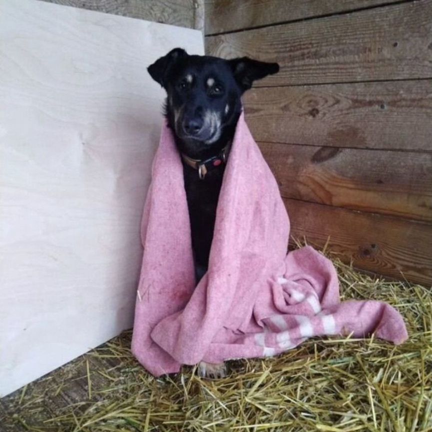 Каштану нужен дом