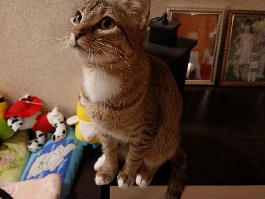 Мяу-мяу Ева Охотник для частного дома