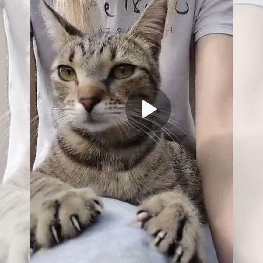 Котик ласковый 6 мес