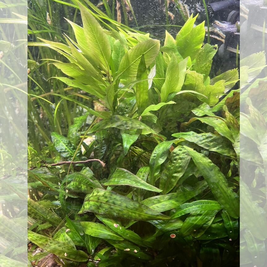 Аквариумные растения