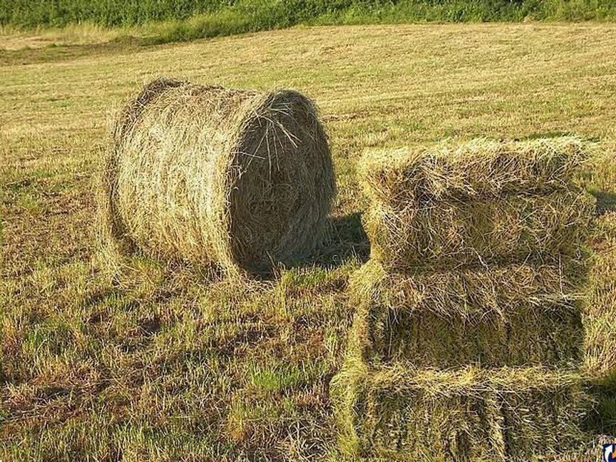 Продам сено в рулонах и в тюках